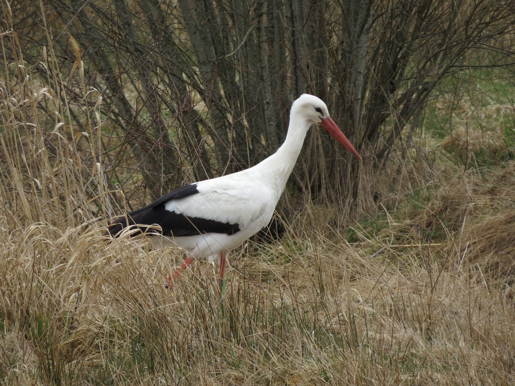 Vit stork - Värnamo