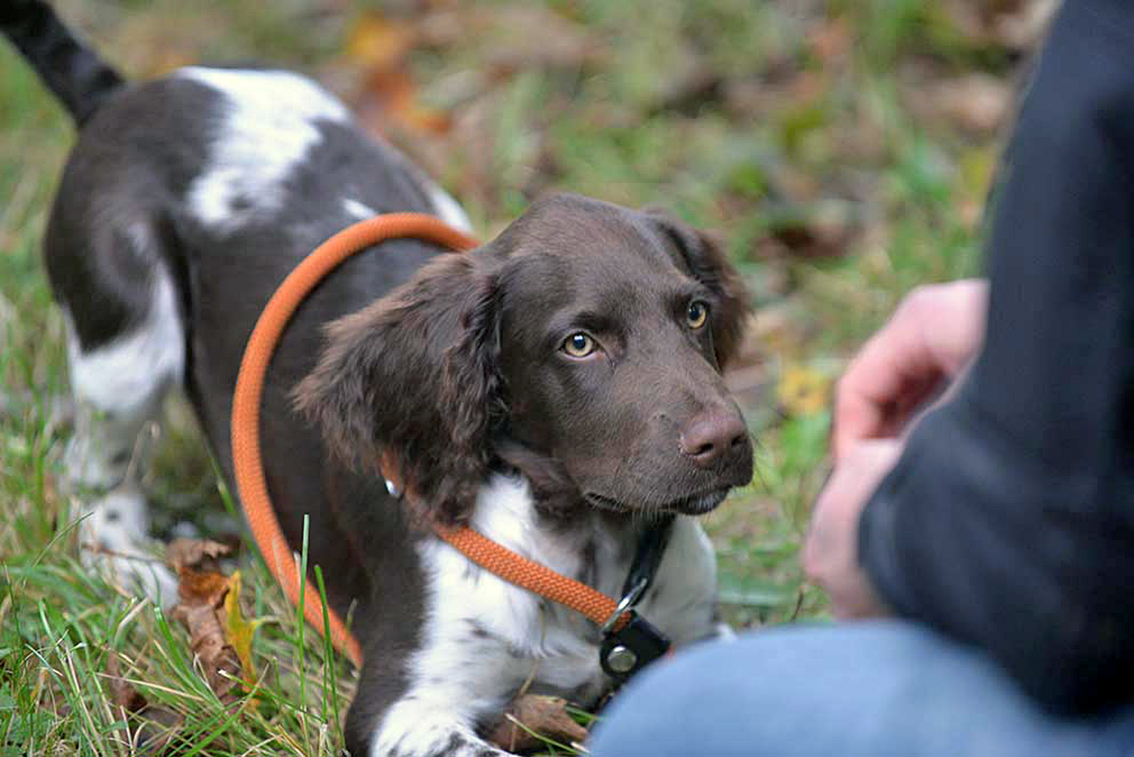 Vill ha en hundrastgård i Bredaryd - Värnamo